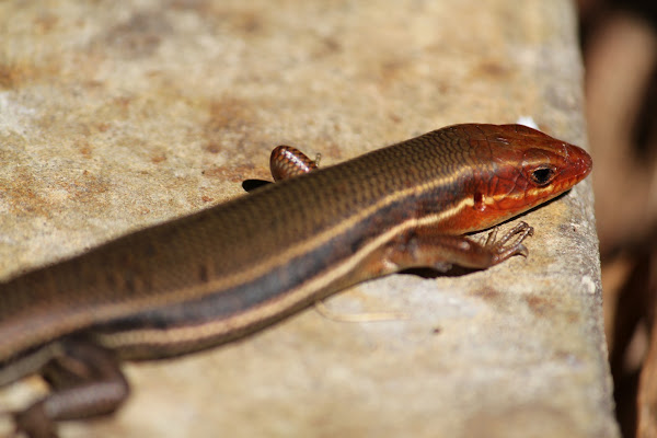 skink | Project Noah