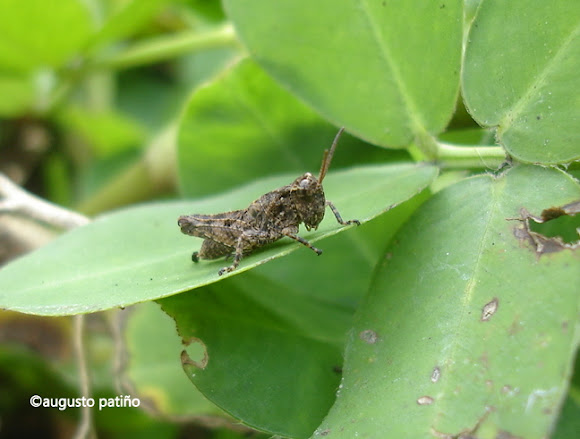 Grillo/Cricket | Project Noah