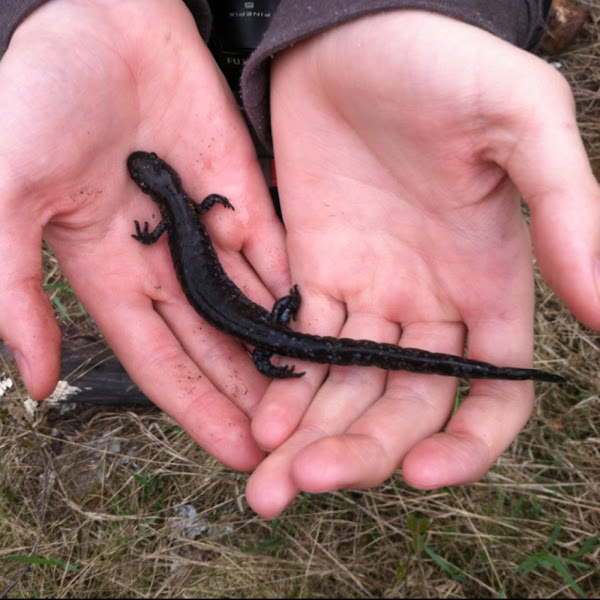 Small-mouth Salamander | Project Noah