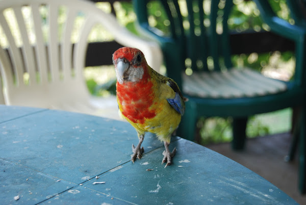 Eastern Rosella | Project Noah