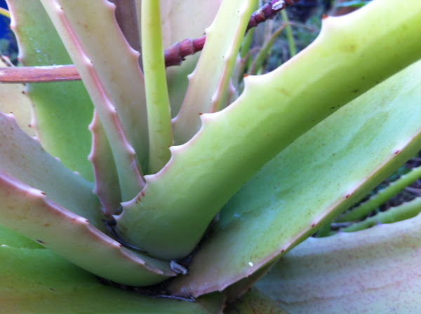 aloe vera | Project Noah