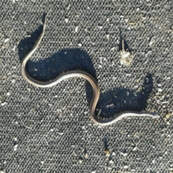 Queen snake | Project Noah