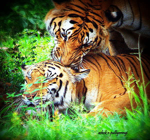 Bengal tiger | Project Noah