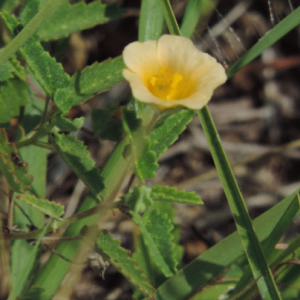 Spreading Fanpetals | Project Noah