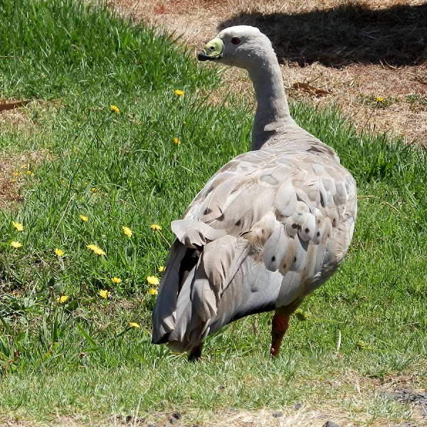 Cape Barren Goose | Project Noah