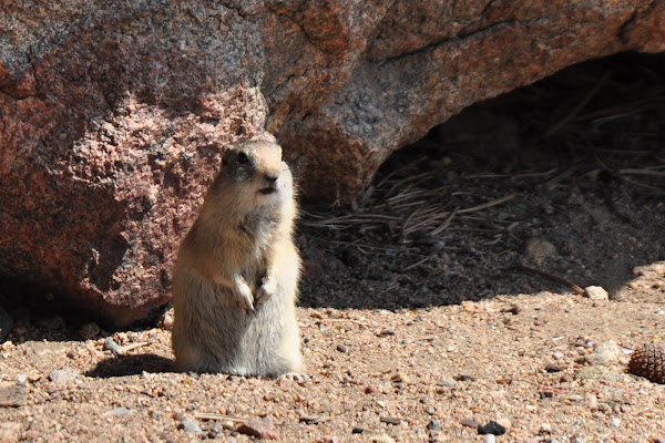 Wyoming Ground Squirrel | Project Noah