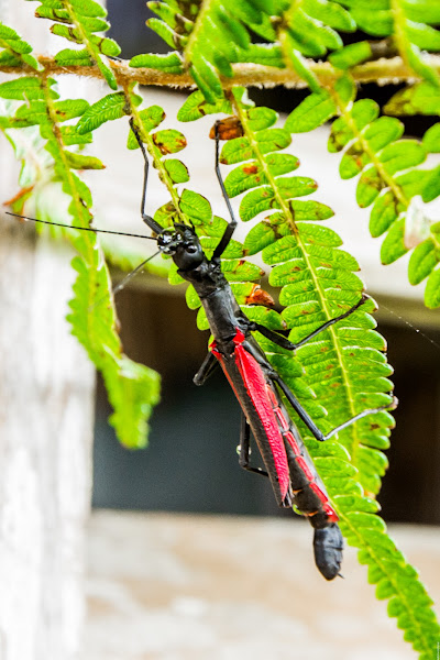 Phasmid Stick Insect | Project Noah