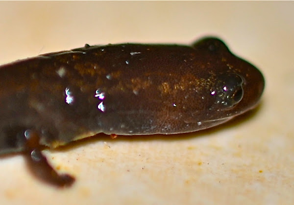 Salamander/Worm Salamander | Project Noah