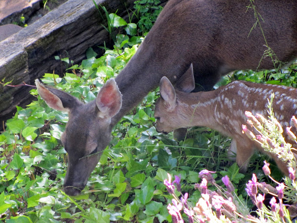 Black-tailed Deer (Mule Deer) | Project Noah
