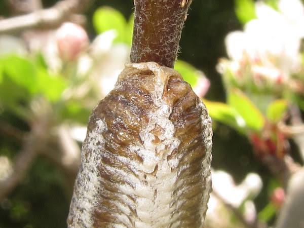 Mantid Ootheca | Project Noah