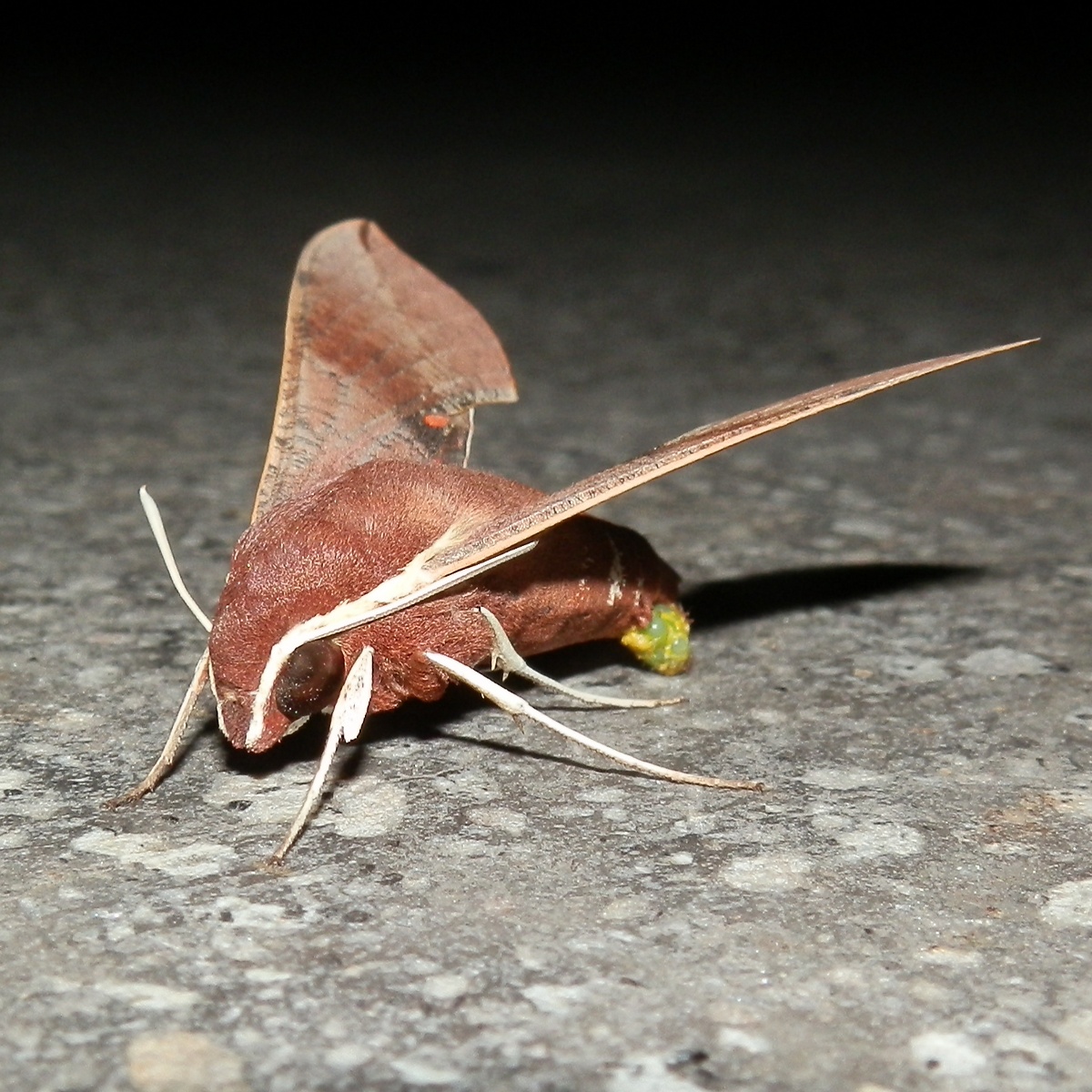 Coprosma Hawk Moth (laying eggs) | Project Noah