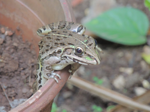 Indian Bullfrog | Project Noah