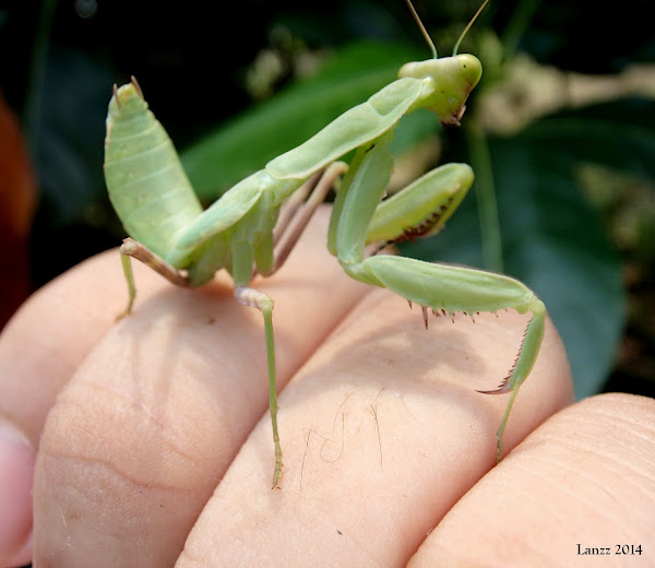 Giant Asian Mantis Nymph Project Noah