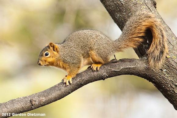 Eastern Fox Squirrel | Project Noah