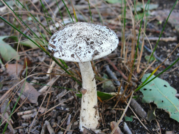 Eastern North American Destroying Angel | Project Noah