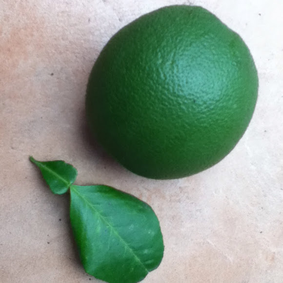 Suha (Philippines) | Project Noah