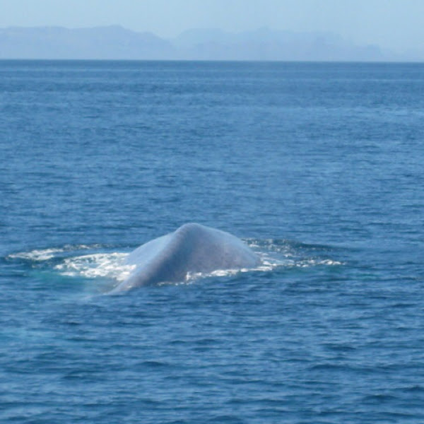 Blue Whale | Project Noah