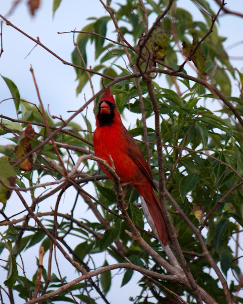 Northern Cardinal | Project Noah