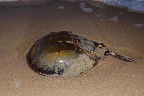 Atlantic Horseshoe Crab | Project Noah