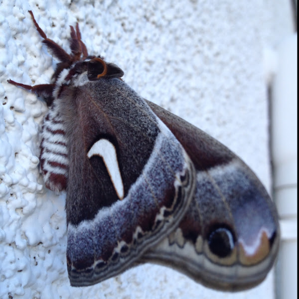 Ceanothus Silk Moth | Project Noah