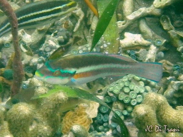 Striped Parrotfish (adult) | Project Noah