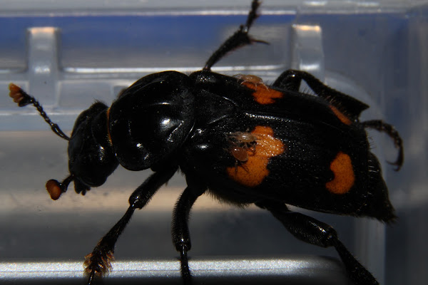 Gamasid or Phoretic Mites | Project Noah