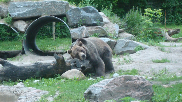 Oso Grizzly | Project Noah