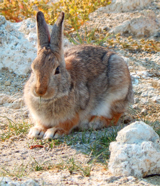 Nuttall's Cottontail | Project Noah