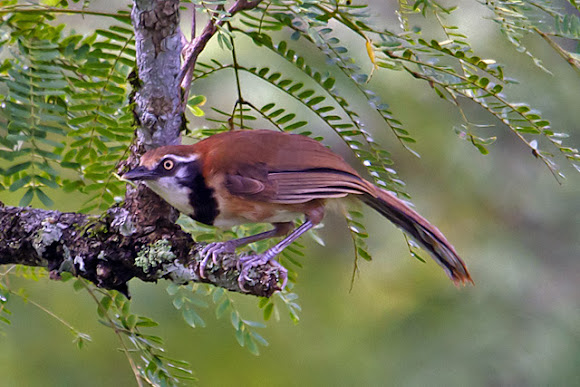 Lesser Necklaced Laughingthrush | Project Noah