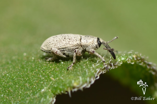 Gray Sunflower Seed Weevil | Project Noah