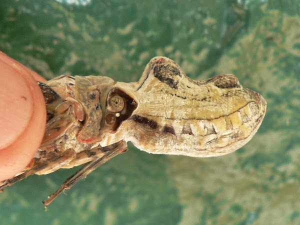 Peanut-head Bug (Machaca) | Project Noah