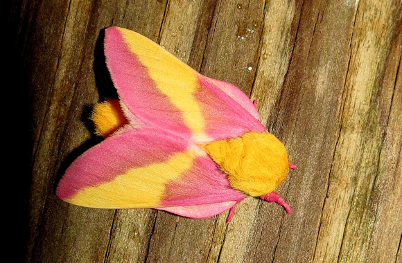 Rosy Maple Moth | Project Noah