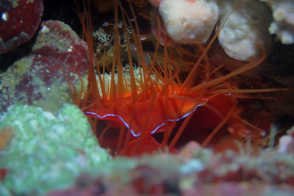 Electric/Laser Clam | Project Noah