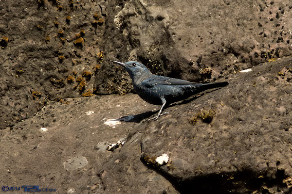 Blue rock thrush | Project Noah