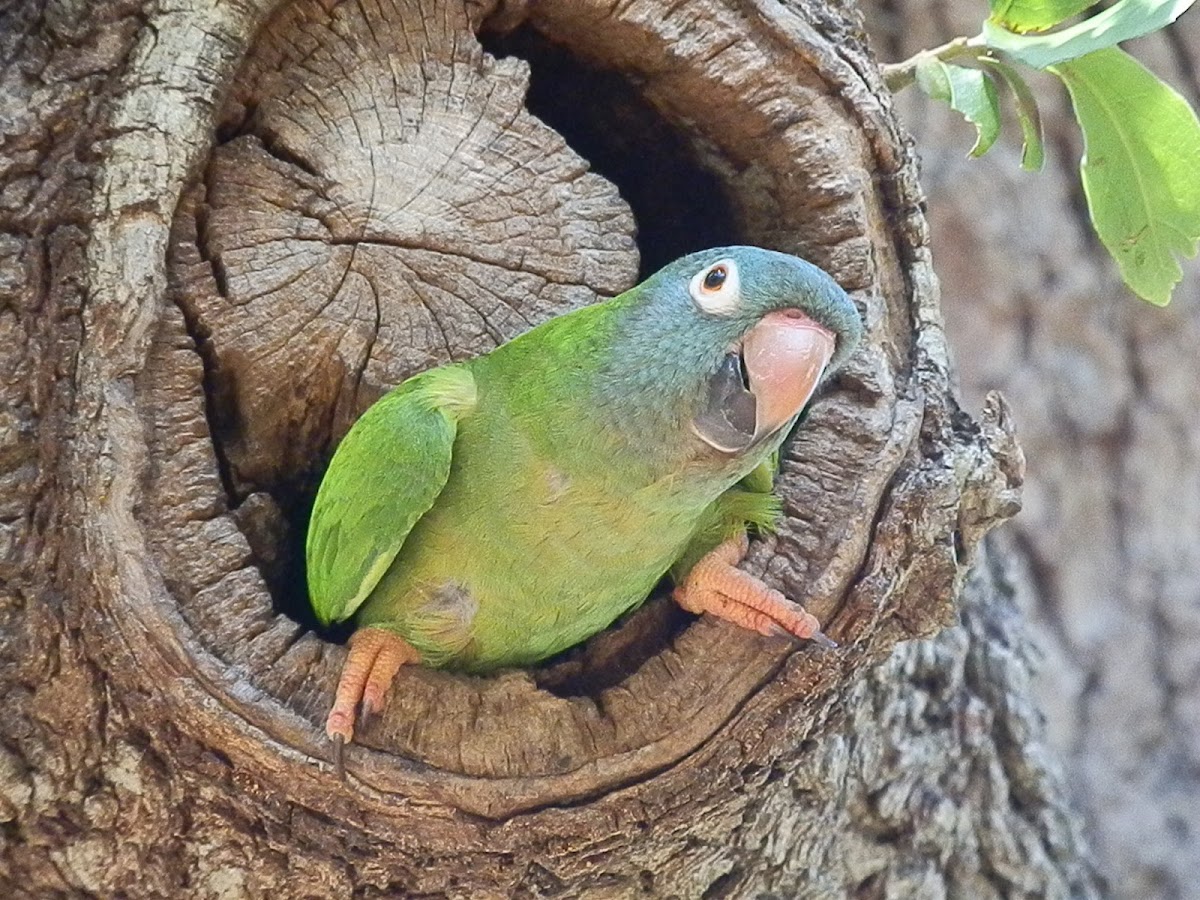Blue Crowned Conure | Project Noah
