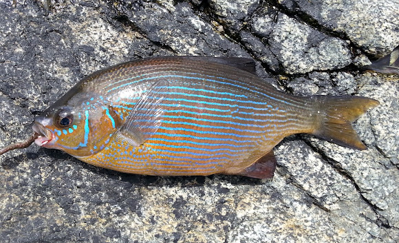 Northwest Pictures Of Perch