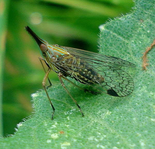 Plant hopper | Project Noah