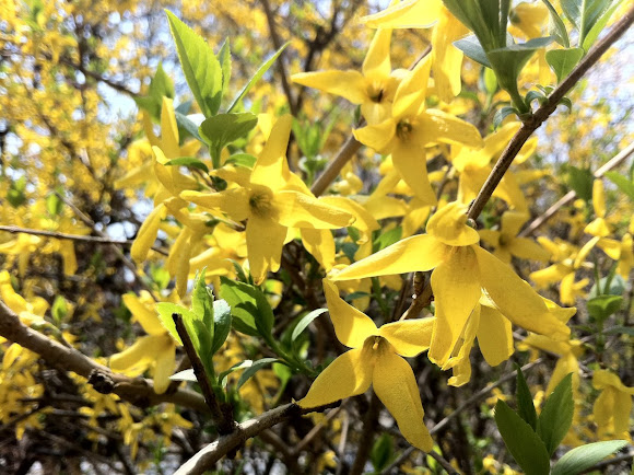 Golden-bell tree | Project Noah