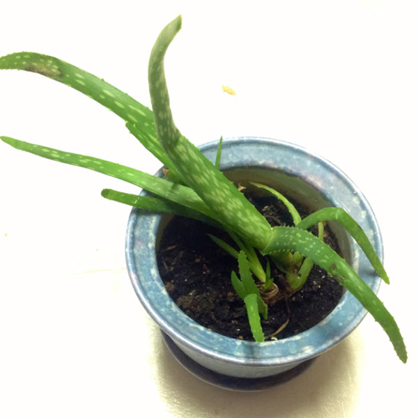 Aloe Vera | Project Noah