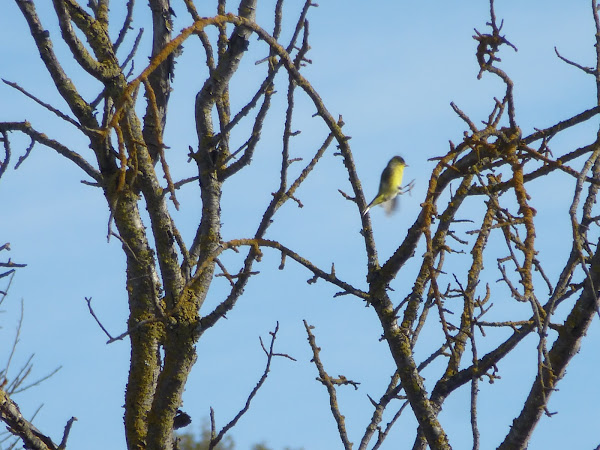 Lesser Goldfinch | Project Noah