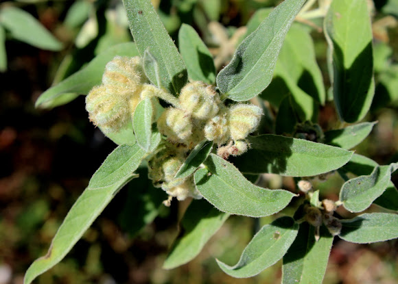 Hogwort, Woolly croton | Project Noah