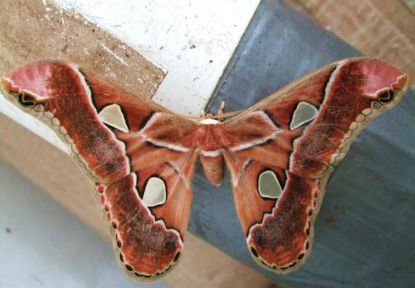 Attacus atlas | Project Noah