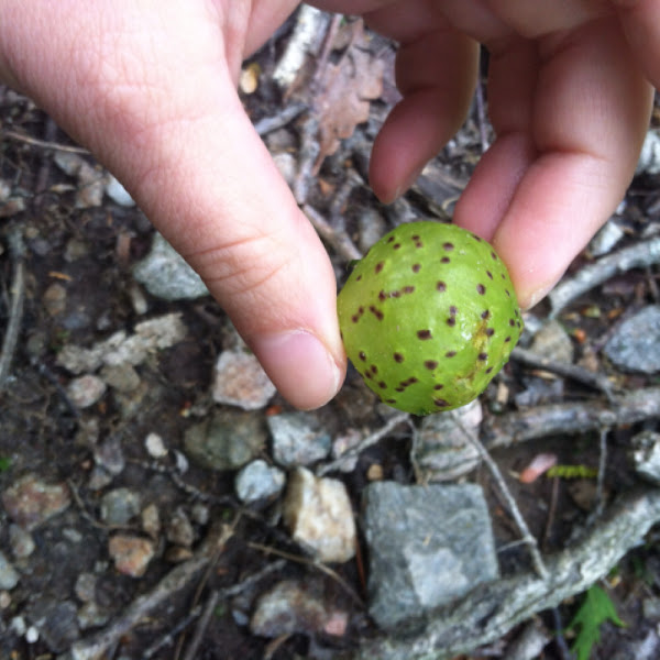 Oak Apple Gall | Project Noah