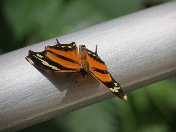 Tiger leafwing Butterfly | Project Noah