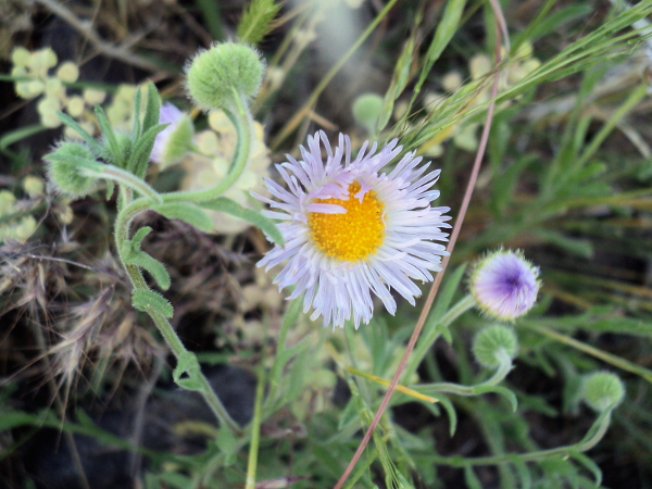 Spreading Fleabane | Project Noah
