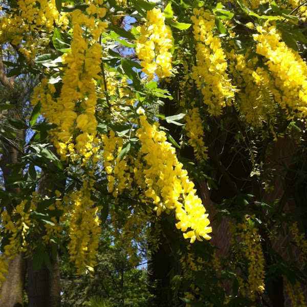 Gold Chain Tree | Project Noah