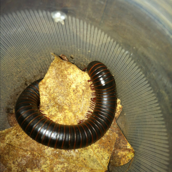 Giant north american millipede | Project Noah