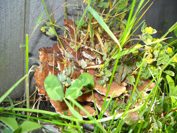 Blushing Rosette | Project Noah