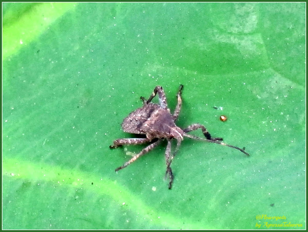 Acanthocoris Coreid Bug (Nymph) | Project Noah
