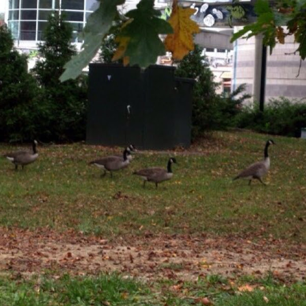 Canada Geese | Project Noah